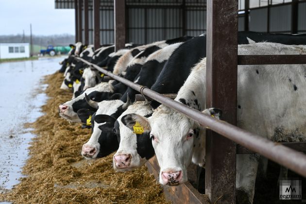 Современная ферма для коров: обзор, характеристики, преимущества ...